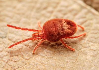 Traitement Acariens - Désinsectisation Toulouse & Occitanie | NOCIVA