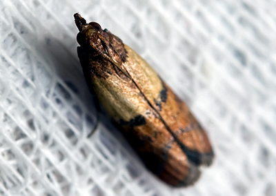 Traitement Mites - Désinsectisation Toulouse & Occitanie | NOCIVA