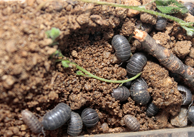 3 choses surprenantes à savoir sur les cloportes... | NOCIVA