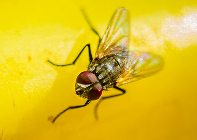 Les différentes espèces de mouches | NOCIVA