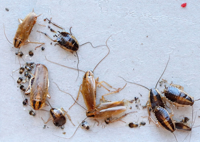 Quels types de cafards se trouvent dans ma maison ? | NOCIVA