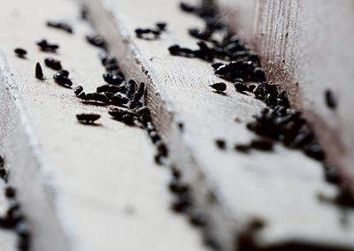 Comment détecter la présence de souris et les signes d'une invasion de ...